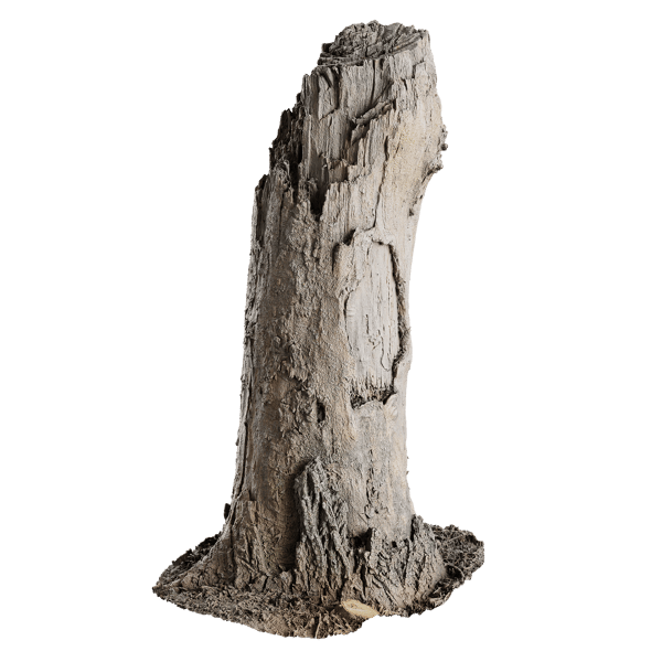 Tree Stump Models - Poliigon