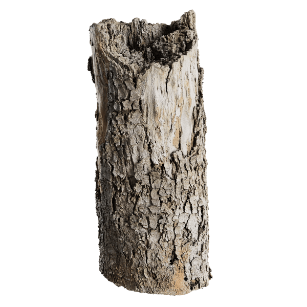 Tree Stump Models - Poliigon