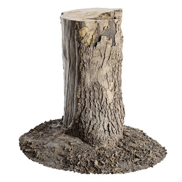 Tree Stump Models - Poliigon