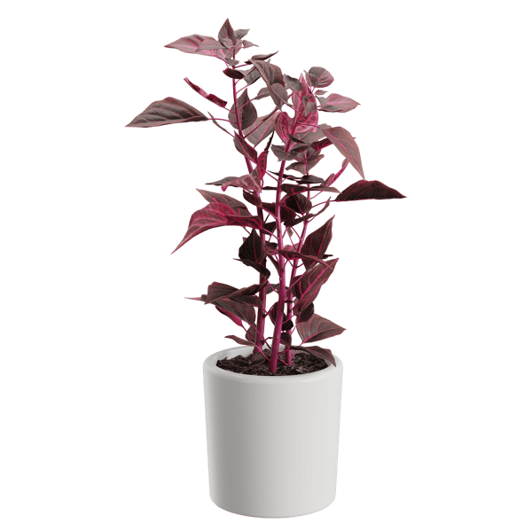 Potted Plant Models - Poliigon