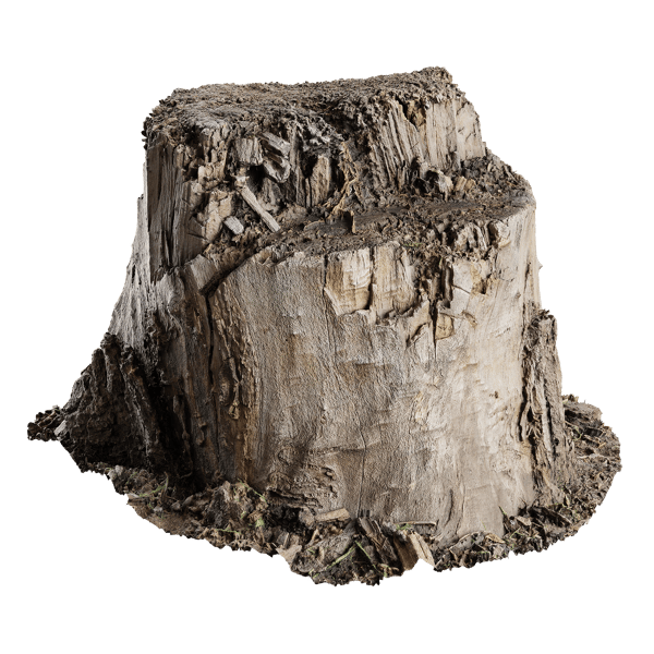 Tree Stump Models - Poliigon