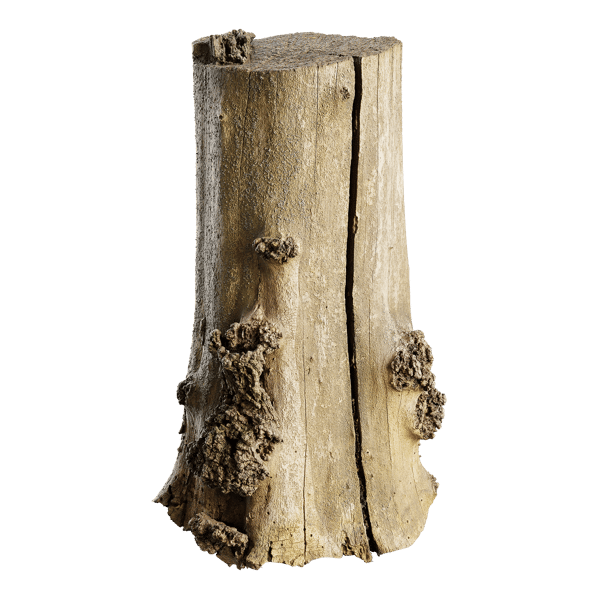 Tree Stump Models - Poliigon