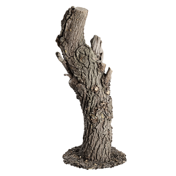 Tree Stump Models - Poliigon