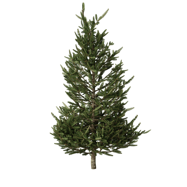 Vegetation 3D models - Poliigon