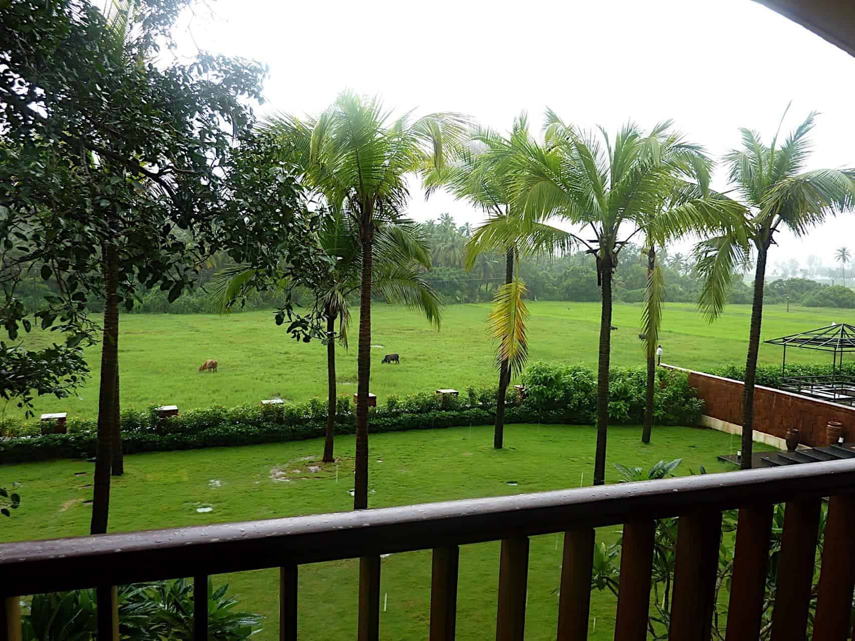 Cow Chronicles - Shoba Narayan