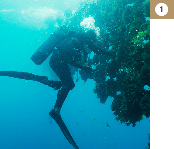 Our pearl farming process | Robert Wan