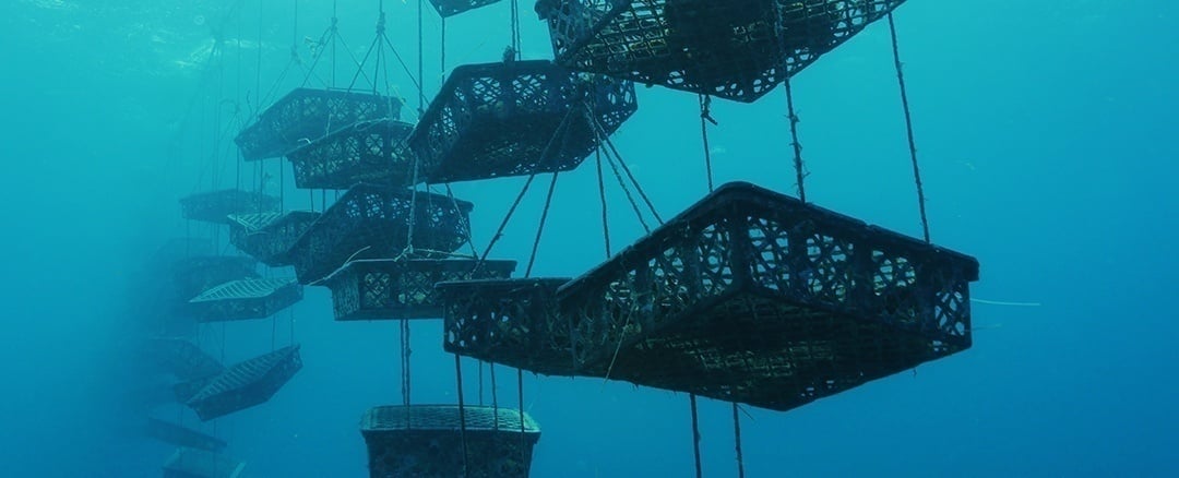 Our pearl farming process | Robert Wan