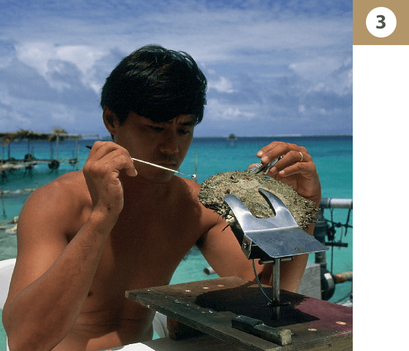 Our pearl farming process | Robert Wan