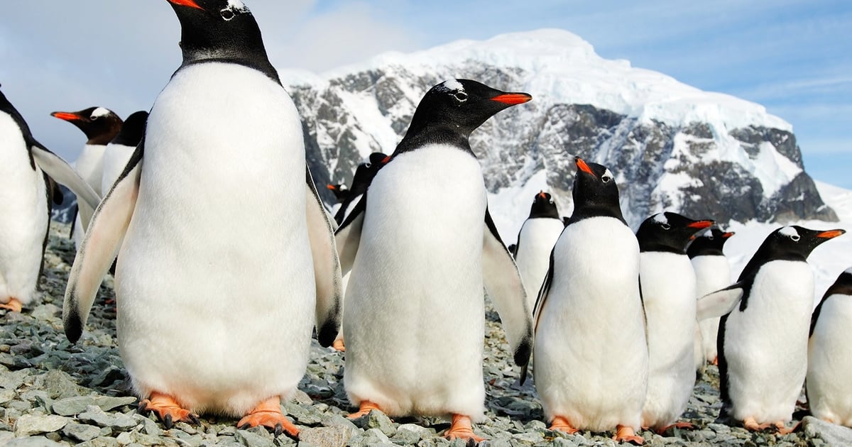 Biscoe Islands | Antarctic Destinations | Unsold Antarctica