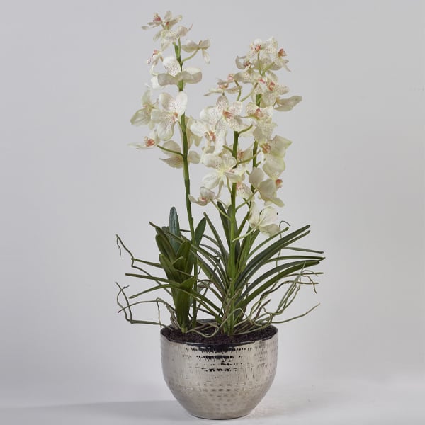 The Muckley - Demmerys