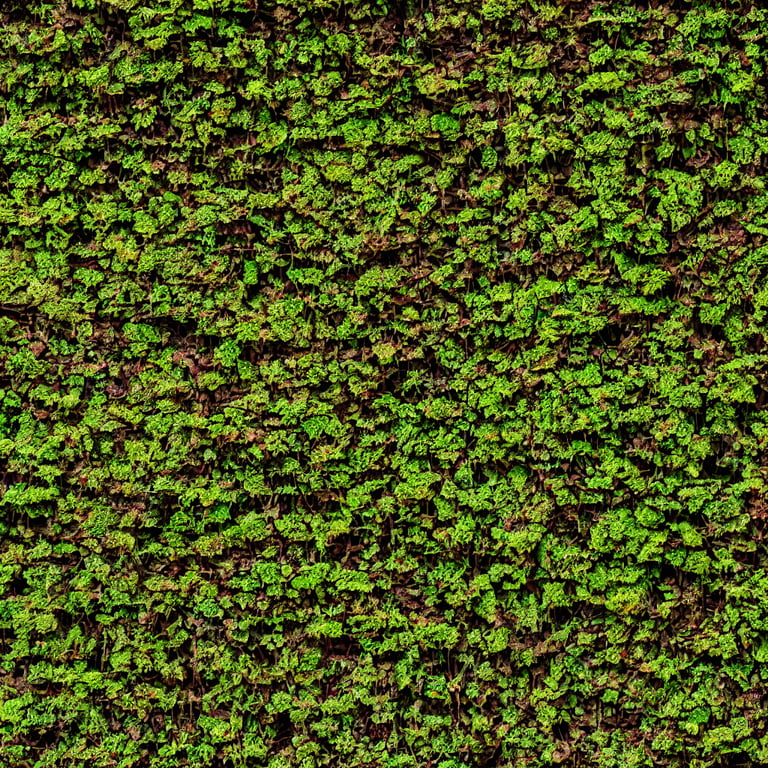 Seamless Moss Texture