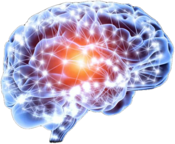 You’ve likely heard of the brain’s gray matter – here’s why the white ...