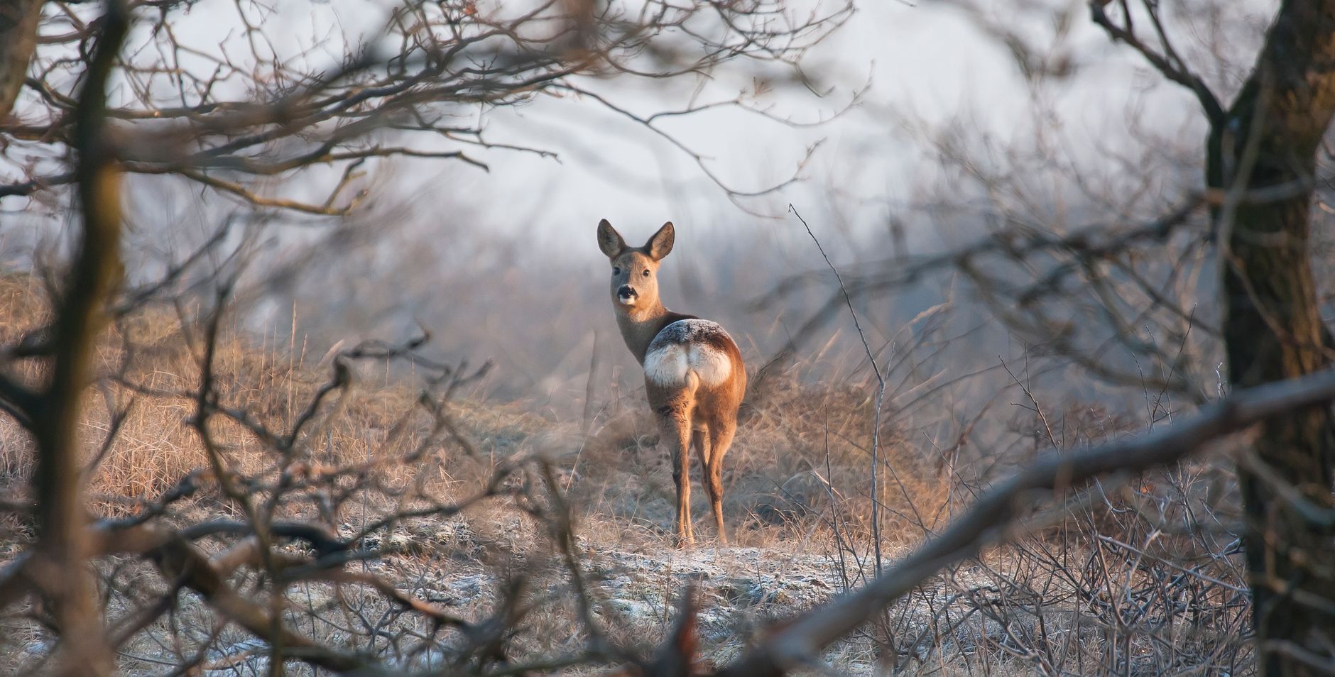 Natuur beschermen in Nederland | Natuurmonumenten