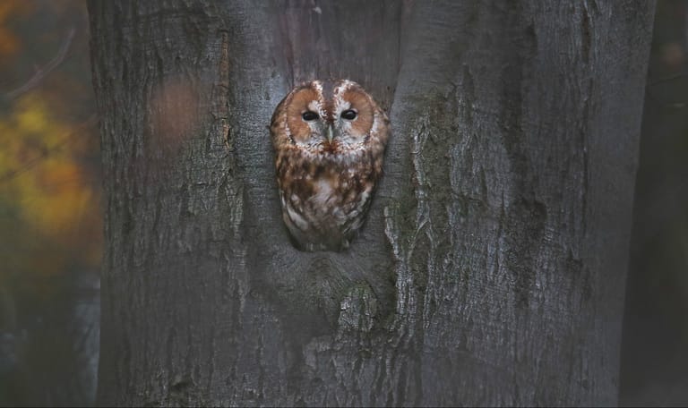 Oehoe | Natuurmonumenten