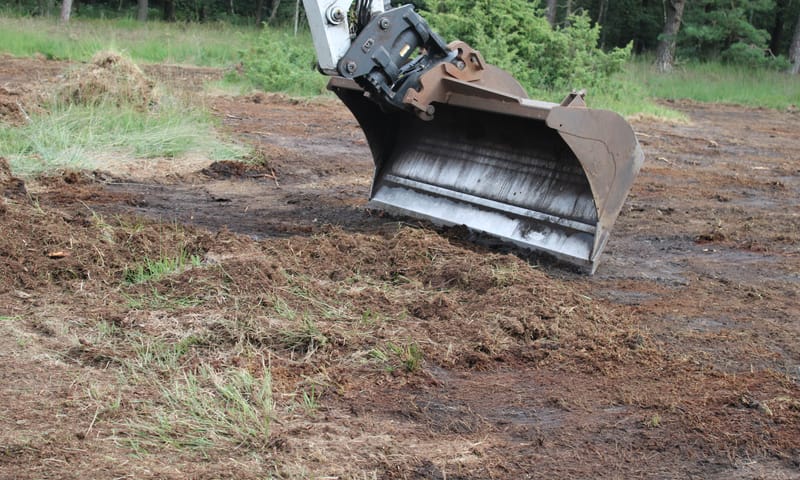 Vochtig heideveld met jeneverbessen op de Kampina krijgt laatste impuls ...