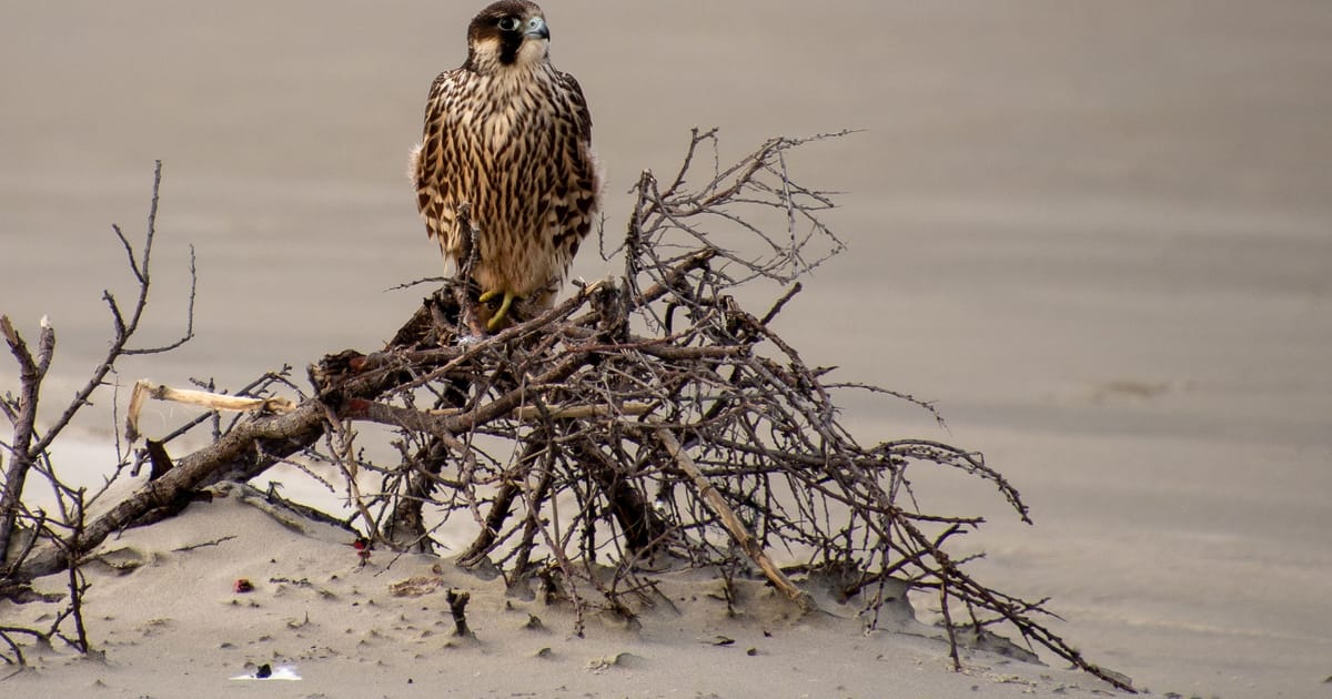 Slechtvalk | Natuurmonumenten