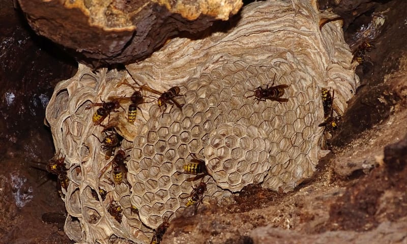 Hoornaar: de grootste wesp in Nederland | Natuurmonumenten