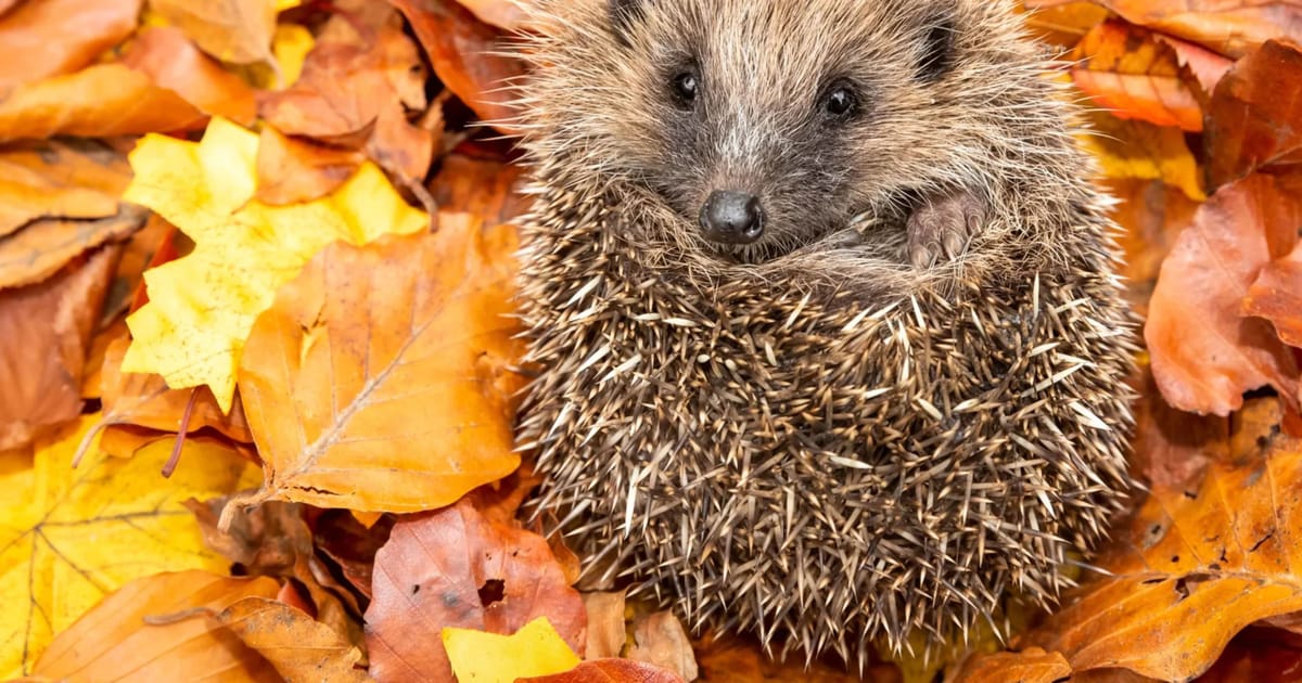 Boom stekken doe je zo | Natuurmonumenten