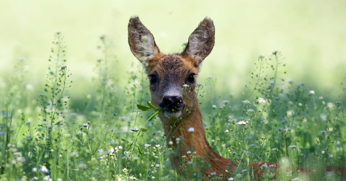 Postcode Loterij, steun voor goede doelen | Natuurmonumenten