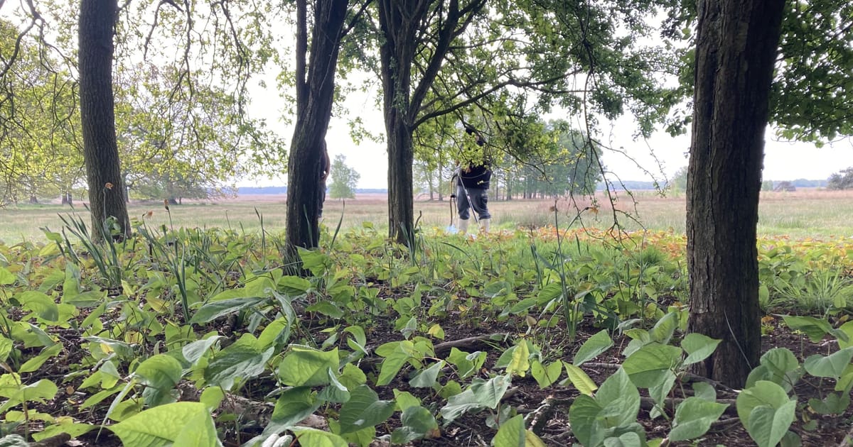 Natuurmonumenten lanceert factsheet invasieve exoten | Natuurmonumenten