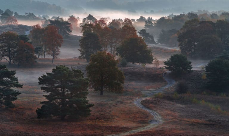Brunssummerheide - Natuurgebied | Natuurmonumenten