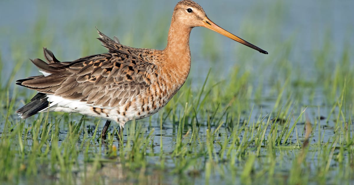 Meer weidevogels in de Korendijkse Slikken | Natuurmonumenten