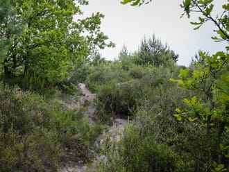 Brunssummerheide - Natuurgebied | Natuurmonumenten