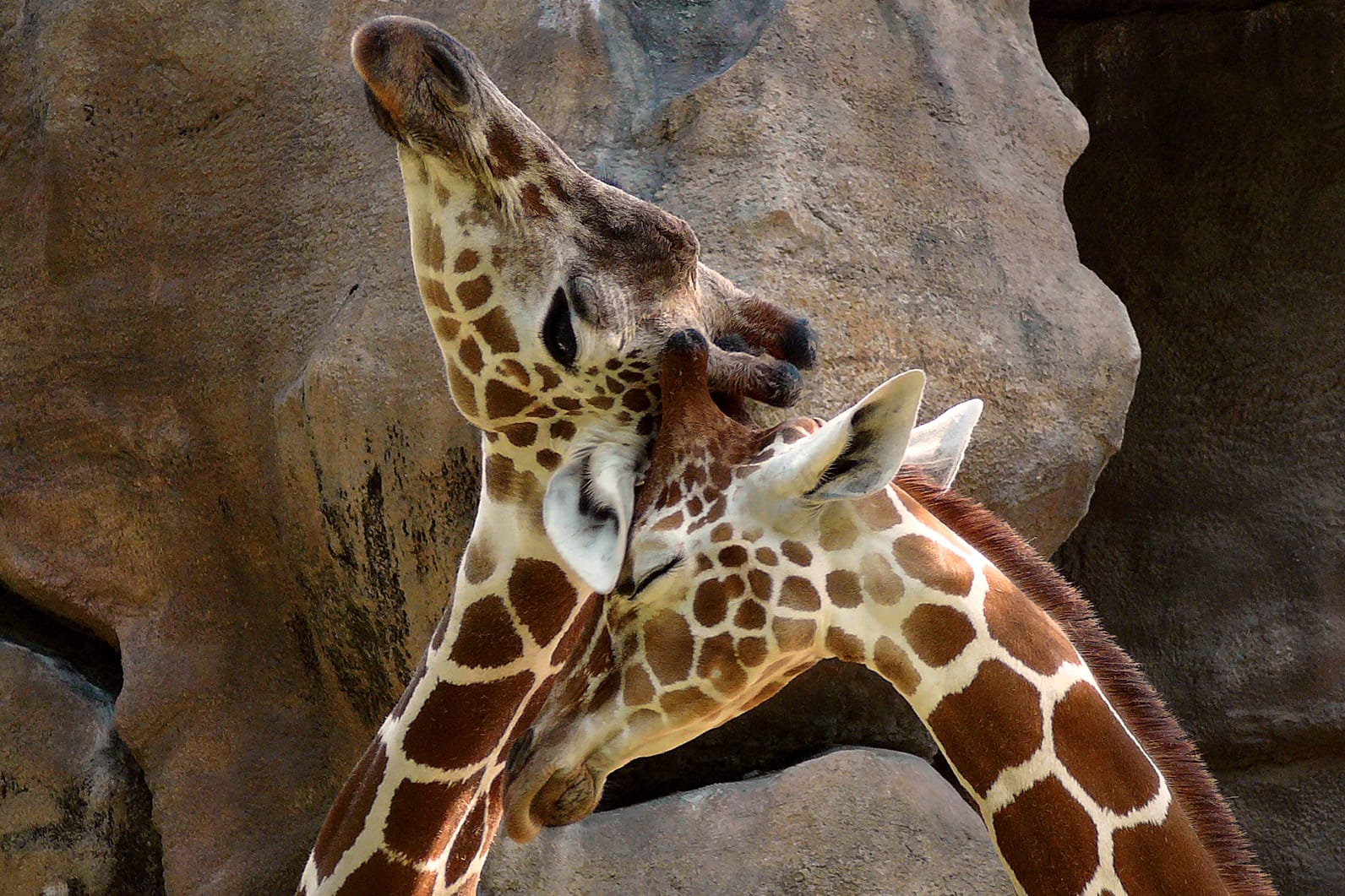 Become a Friend of the Zoo – Philadelphia Zoo