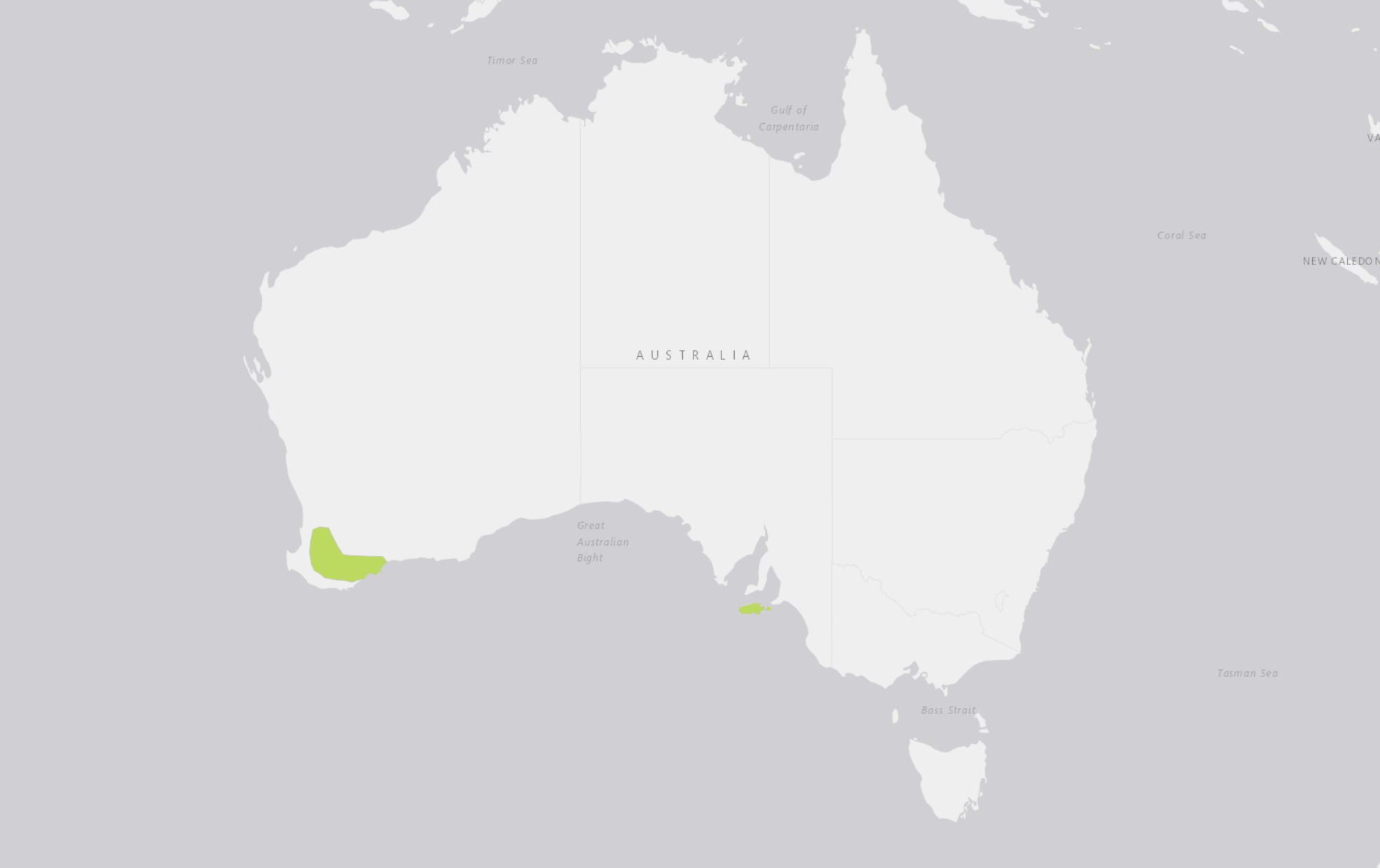 Tammar Wallaby: Habitat, Physical Description, Diet, Conservation ...