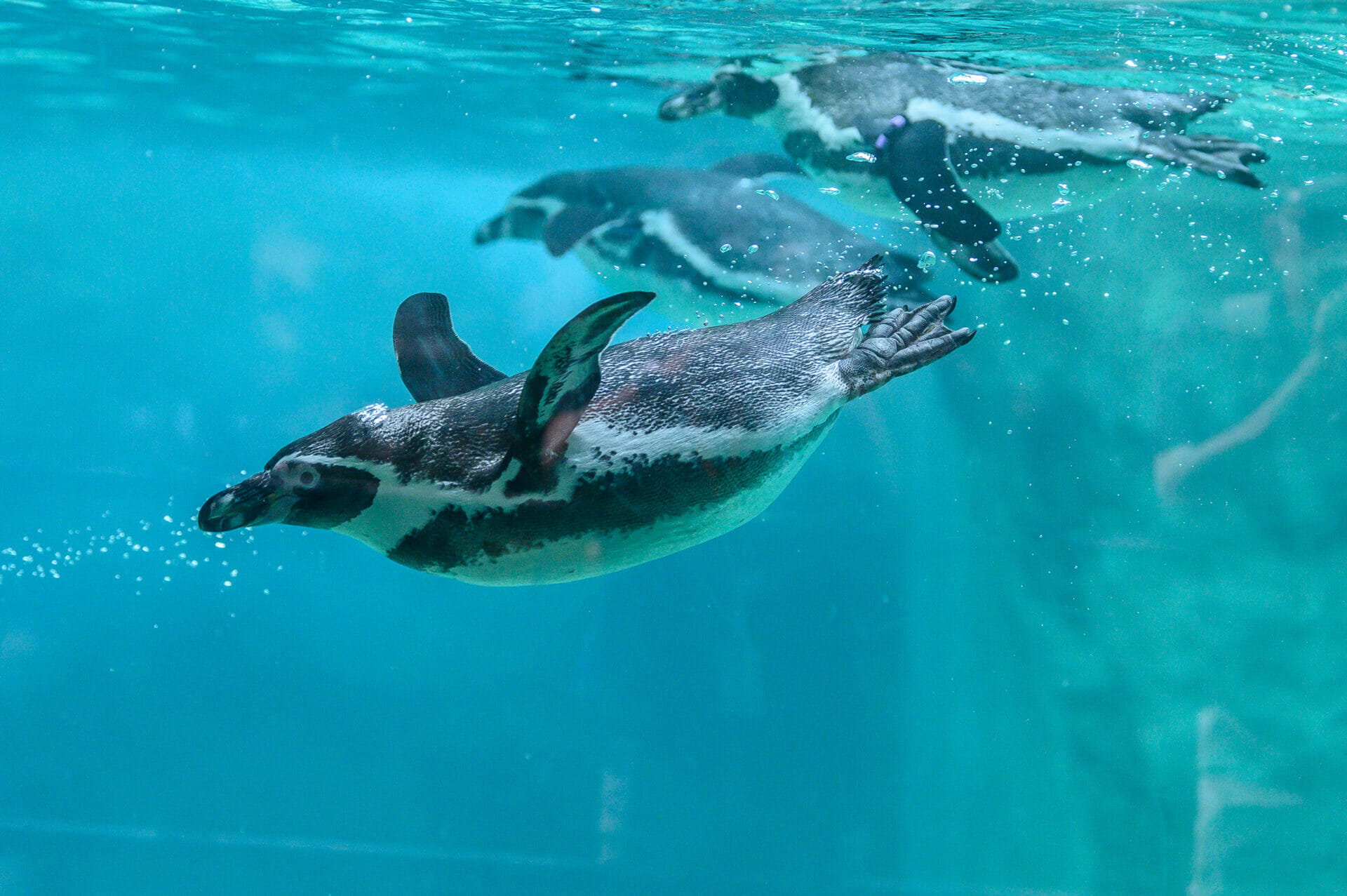 Meet our Animals | Adopt an Animal – Philadelphia Zoo