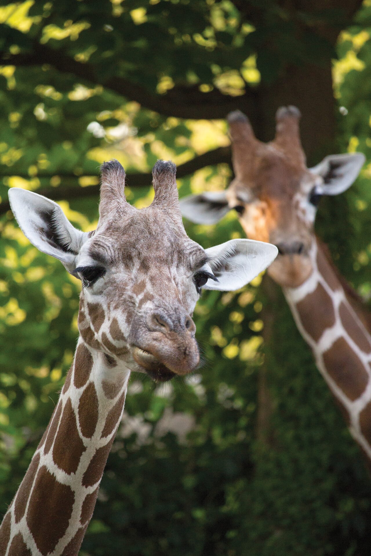 Wildlife Spotlight Series – Philadelphia Zoo
