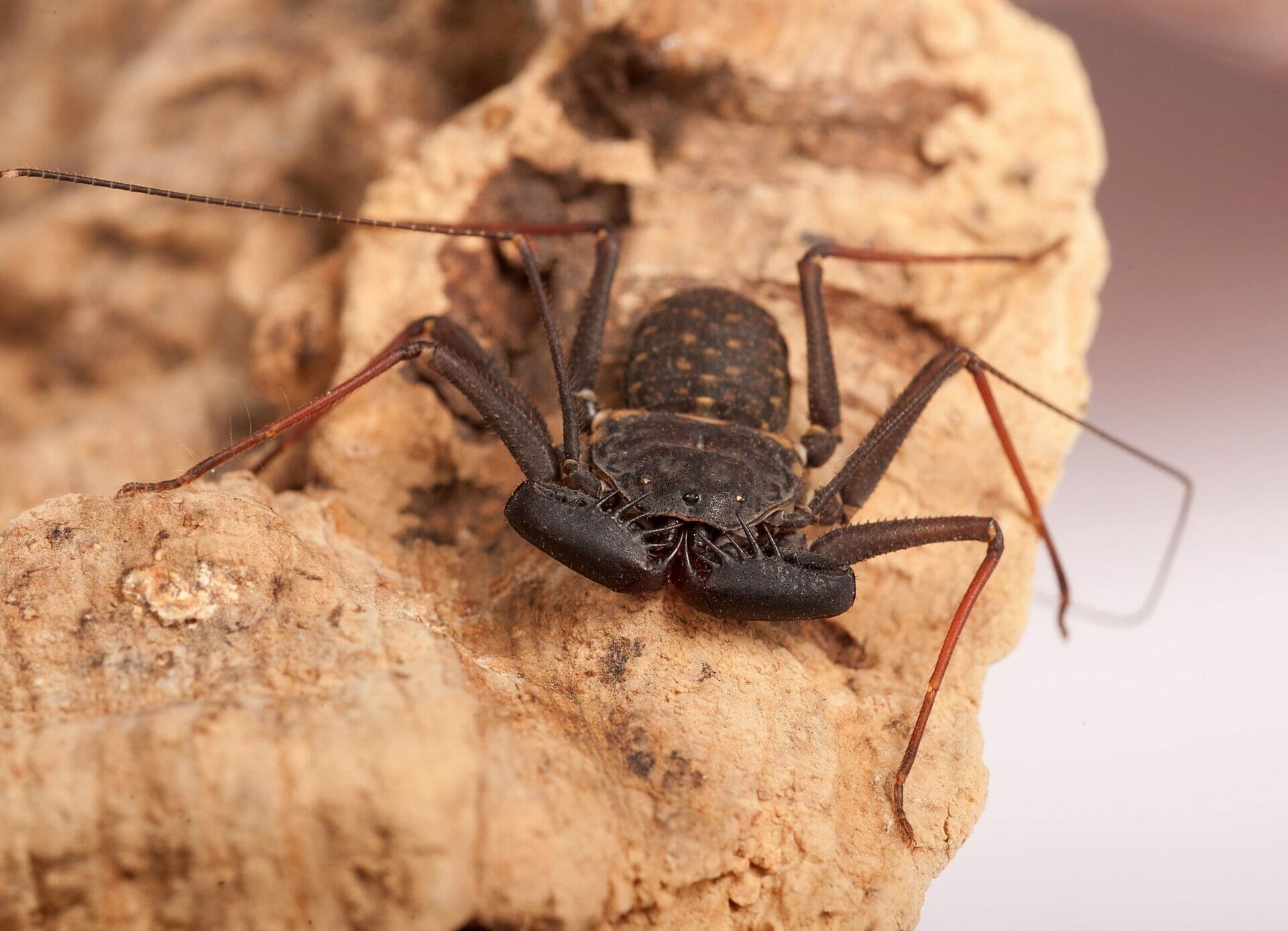 Spiders Alive – Philadelphia Zoo