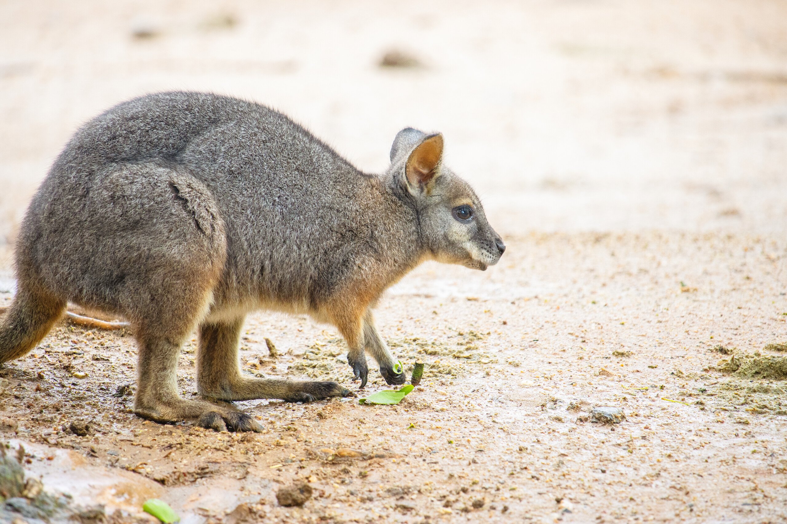 Tammar Wallaby: Habitat, Physical Description, Diet, Conservation ...