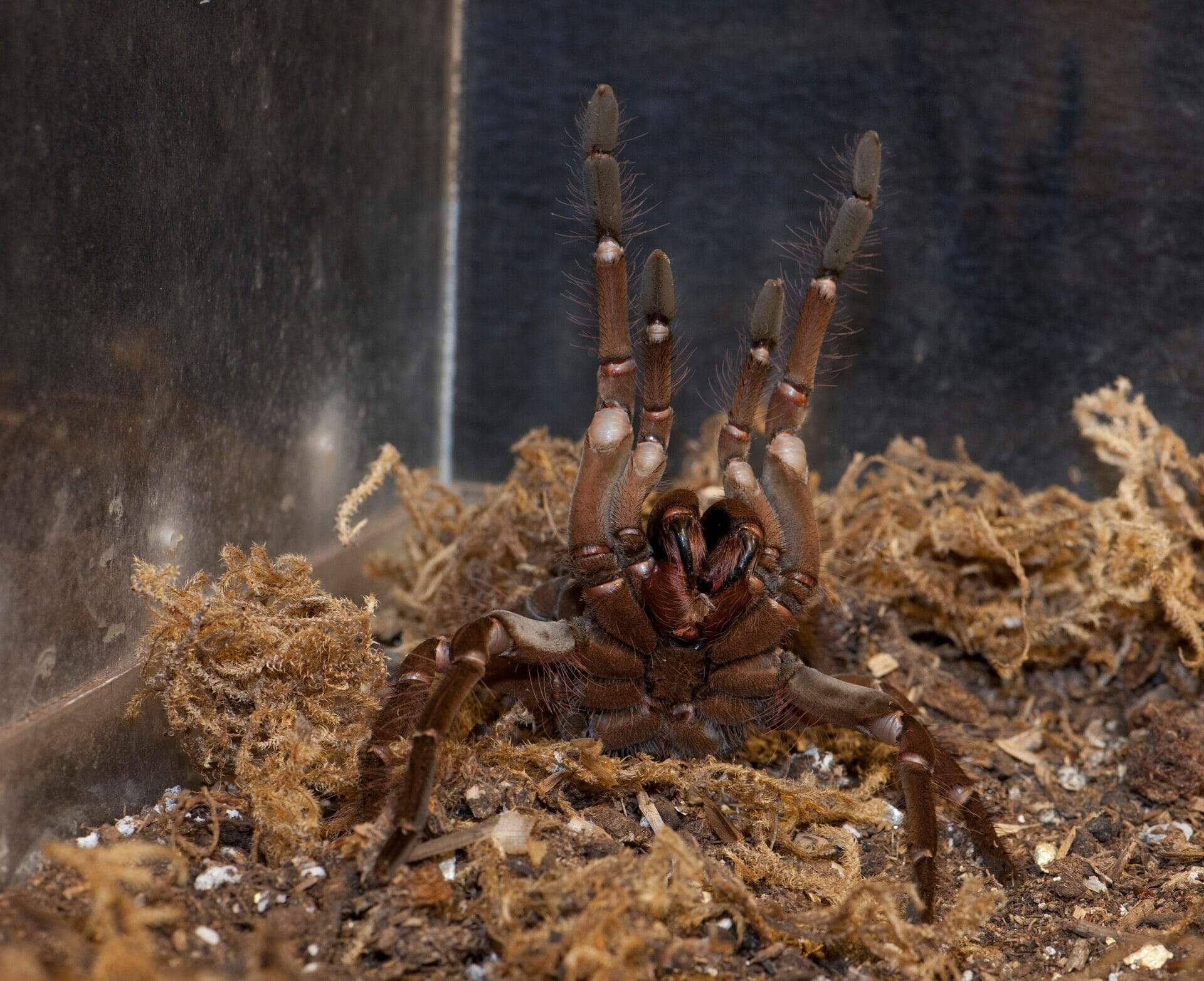 Spiders Alive – Philadelphia Zoo