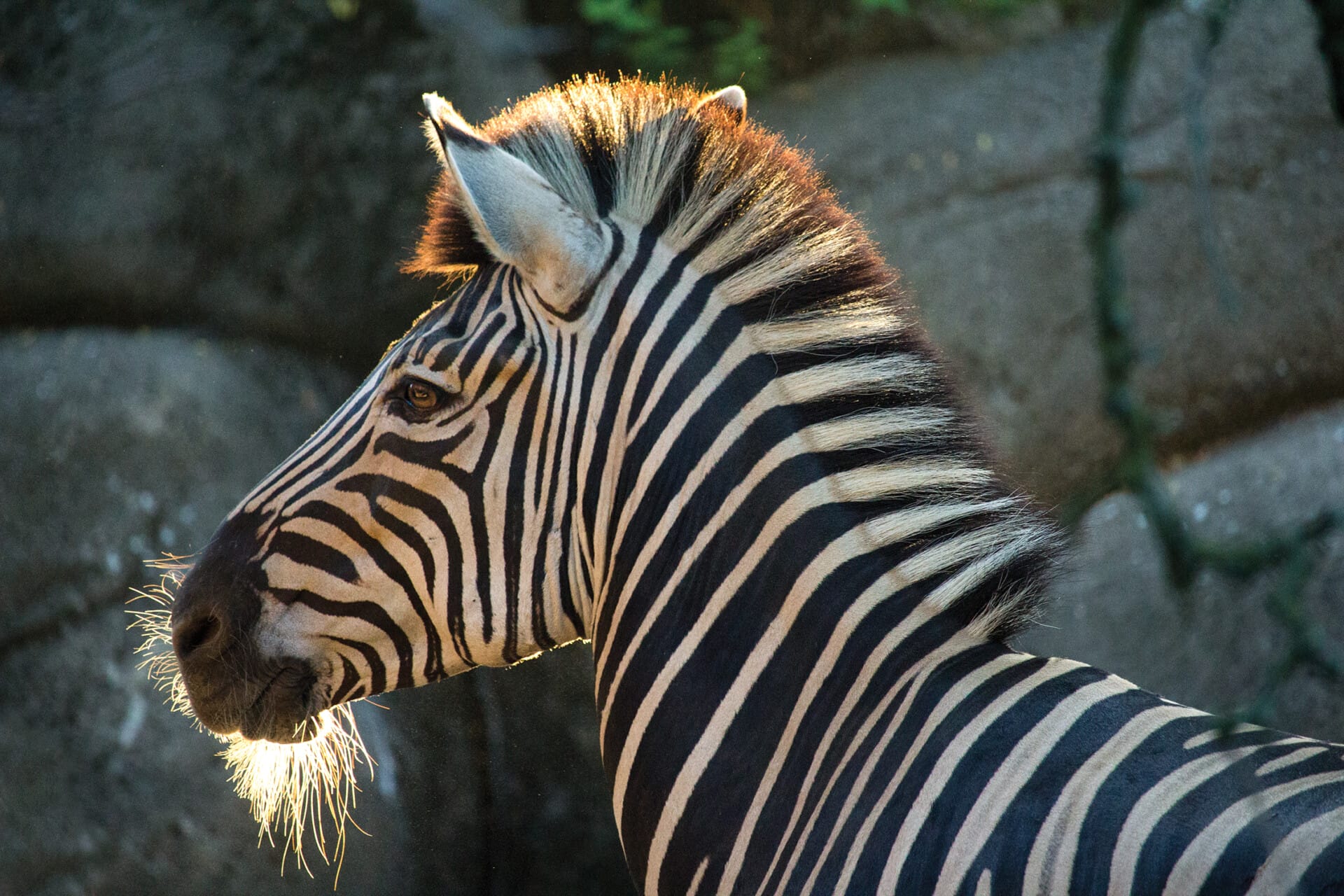 Meet our Animals | Adopt an Animal – Philadelphia Zoo