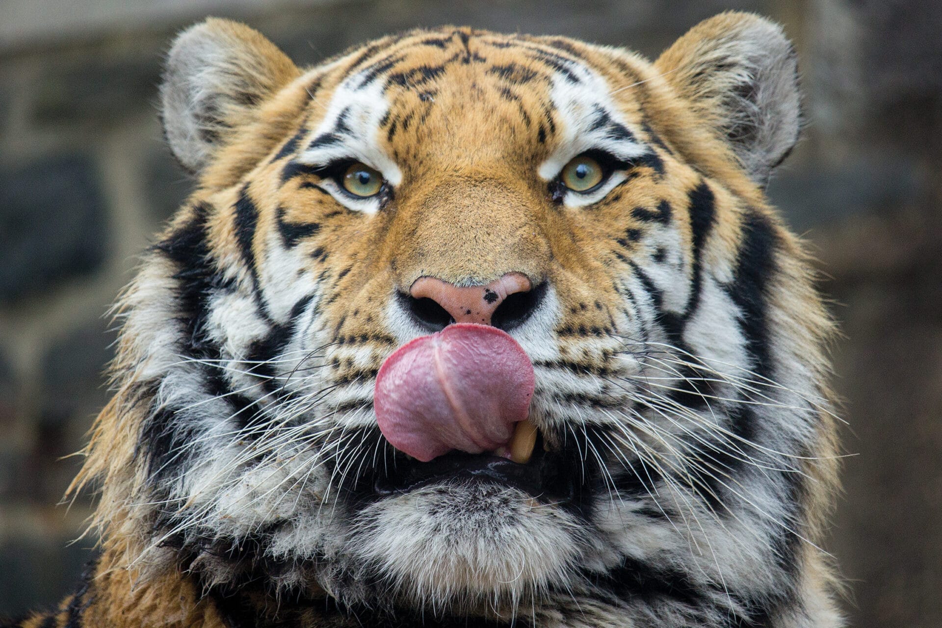 Gift the Zoo – Philadelphia Zoo