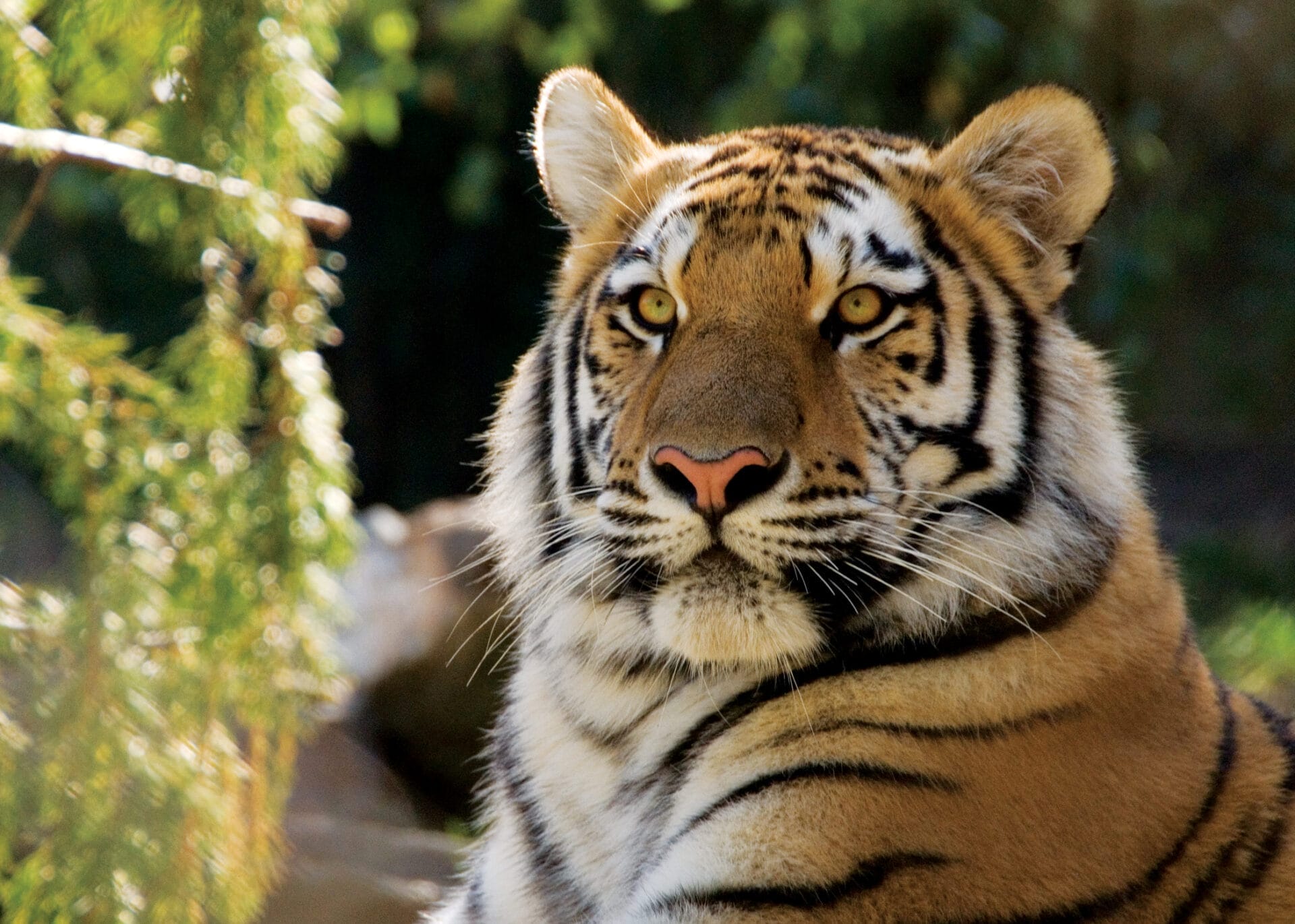 Meet our Animals | Adopt an Animal – Philadelphia Zoo