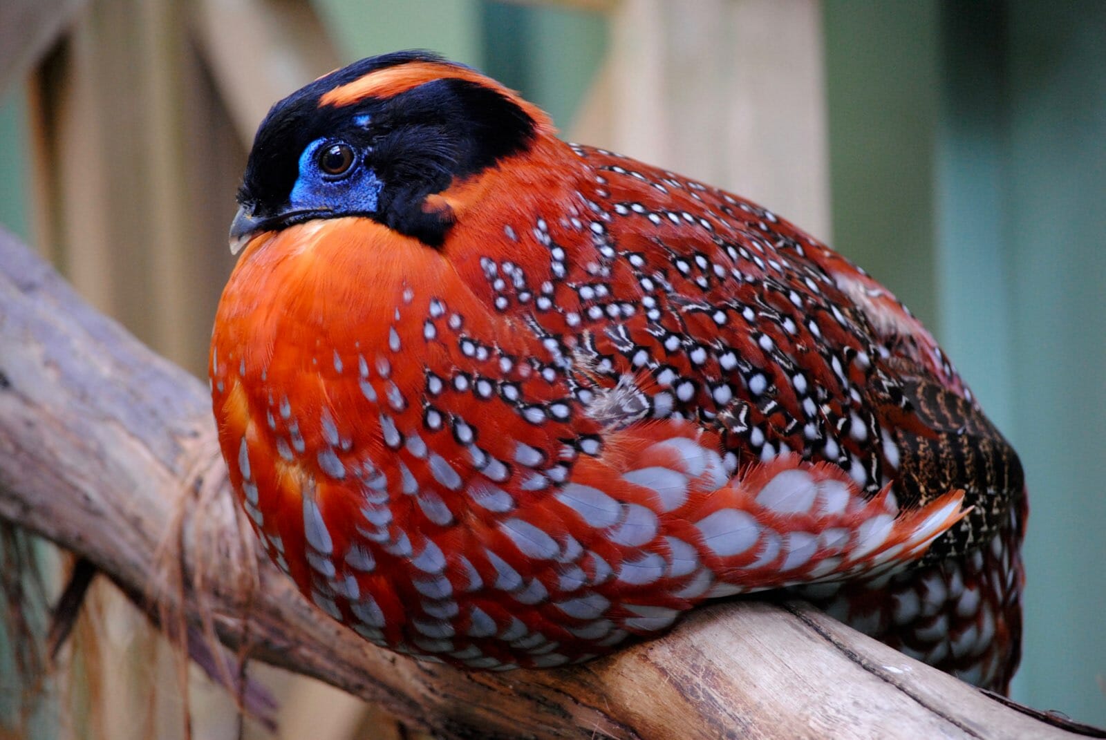 McNeil Avian Center Live Cam – Philadelphia Zoo