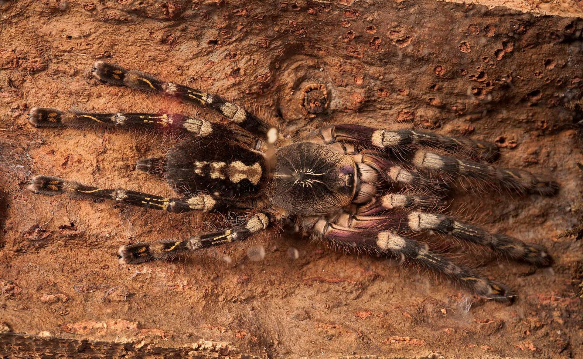 Spiders Alive! Weekend – Philadelphia Zoo