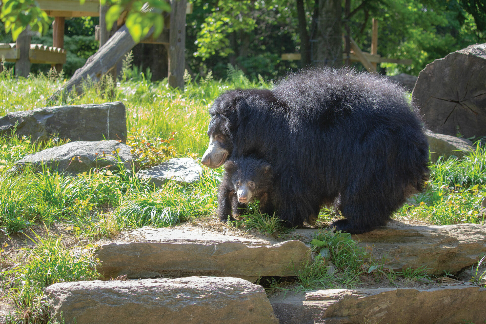 Philadelphia Zoo Celebrates Public Debut of Twin Sloth Bear Cubs and ...