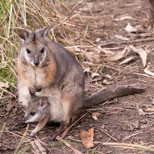 Tammar Wallaby: Habitat, Physical Description, Diet, Conservation ...