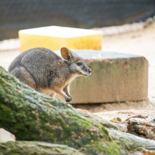 Tammar Wallaby: Habitat, Physical Description, Diet, Conservation ...