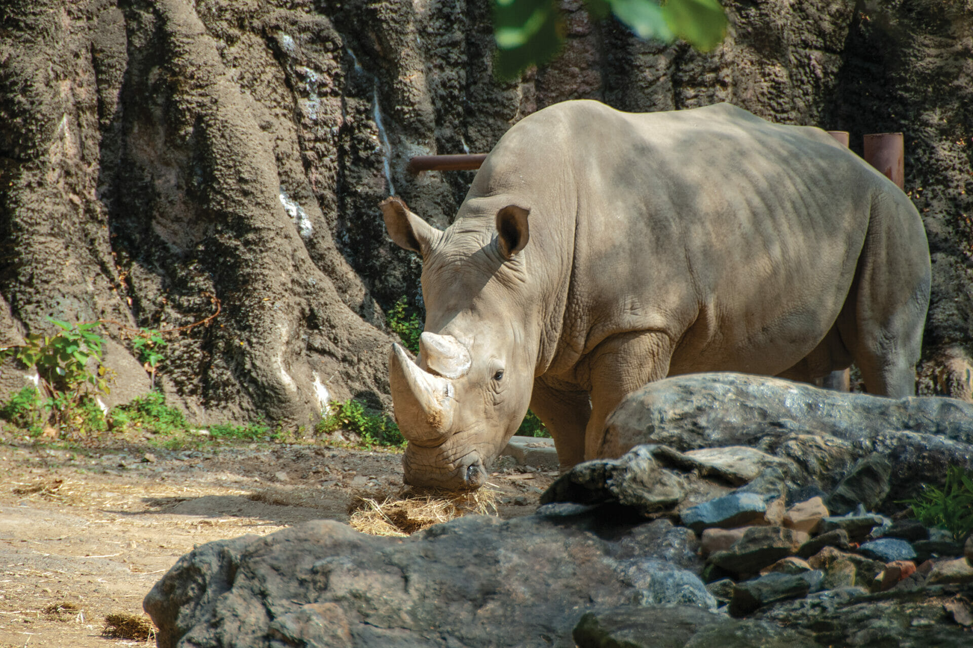 Wildlife Spotlight Series – Philadelphia Zoo