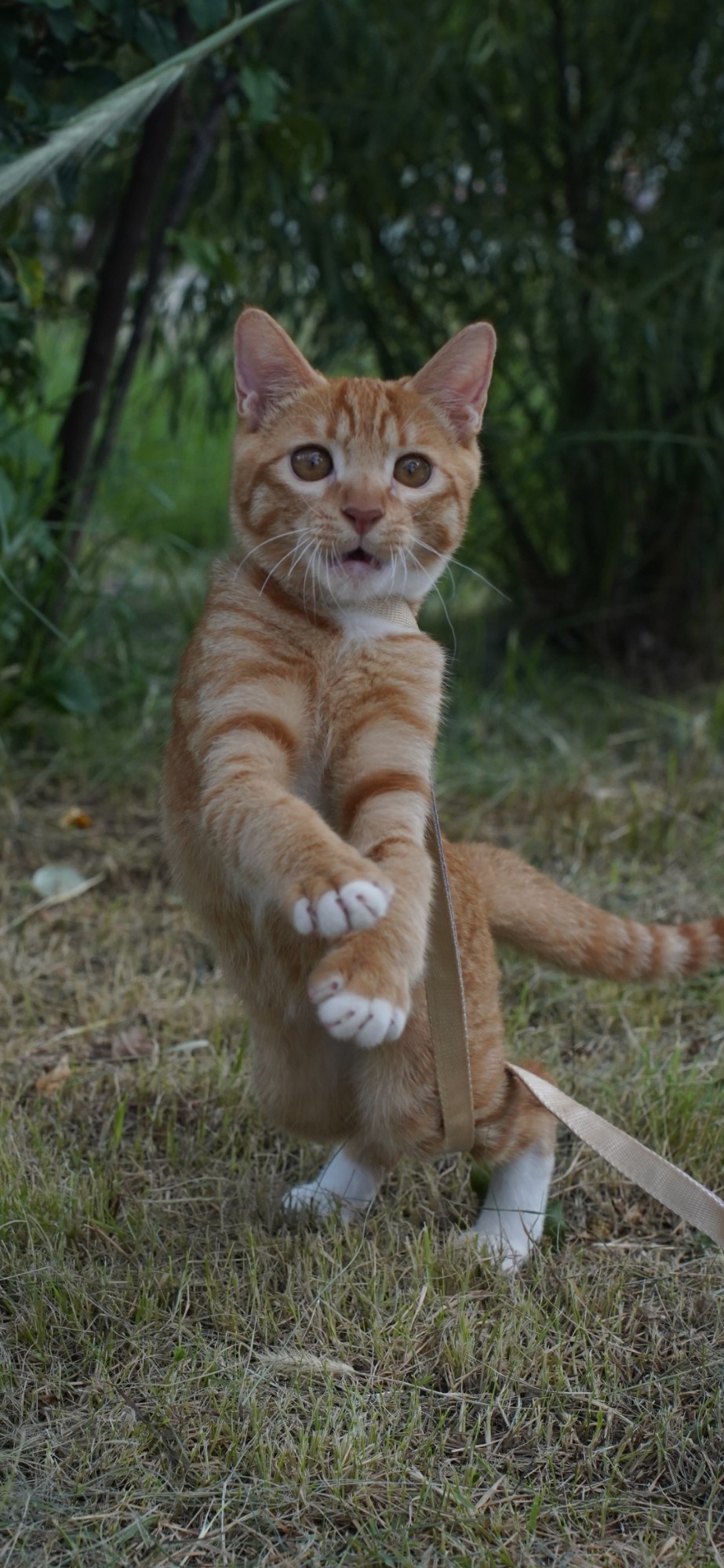 YellowTiger | clanker world