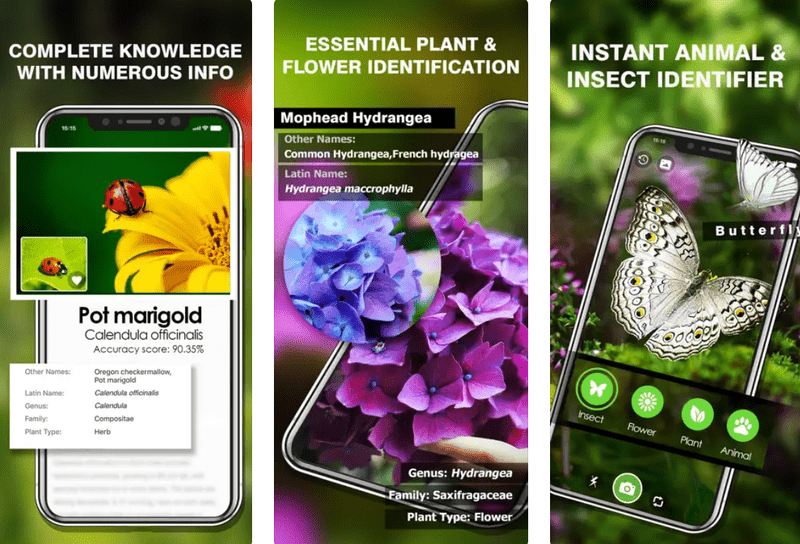 13 Top Bug Identifier Apps to Explore the World of Insects