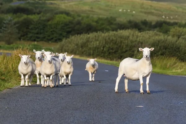 Emergency Stops for Animals: What Does the Law Say?