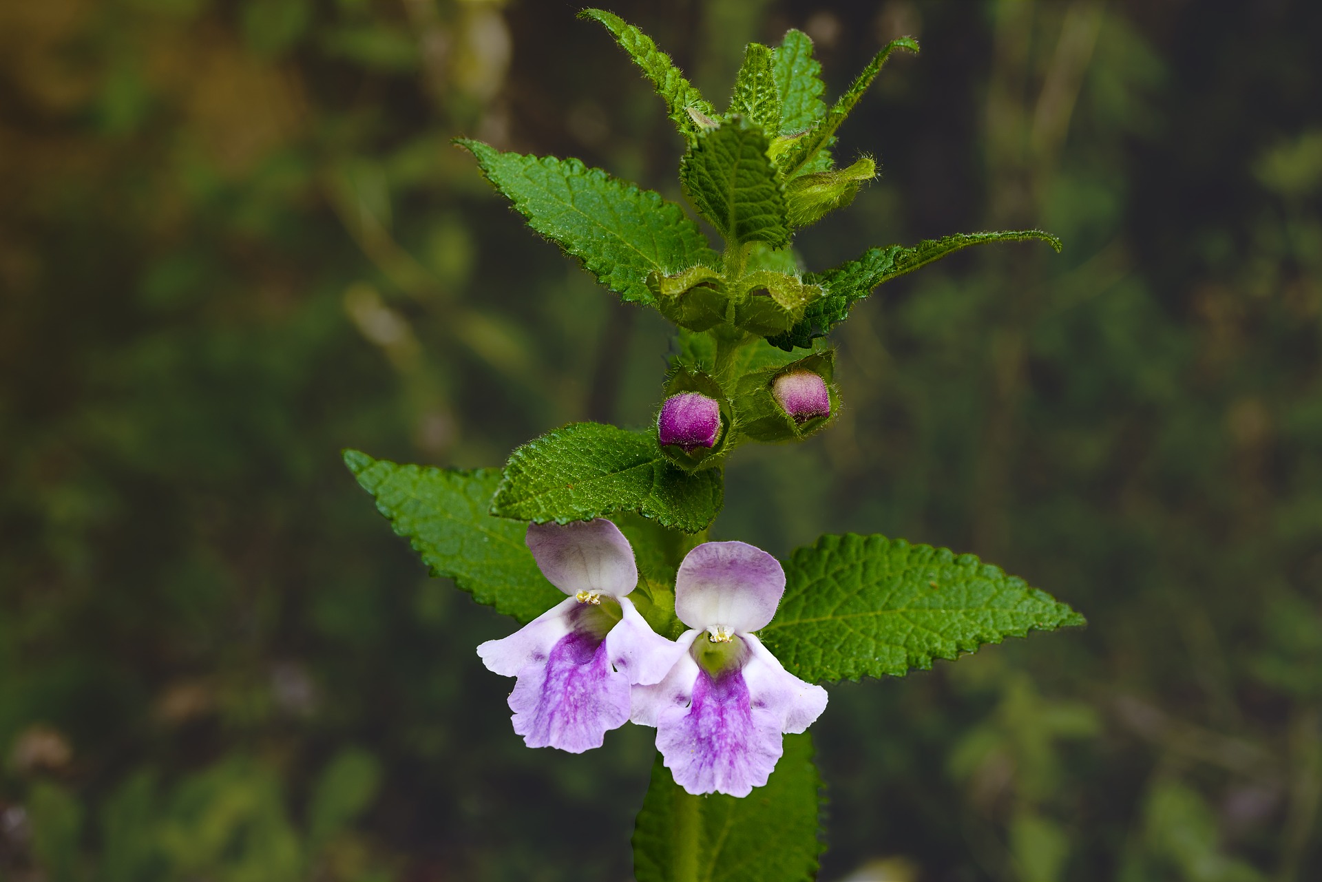 How to Keep Bugs from Your Outdoor Area | PlushRugs