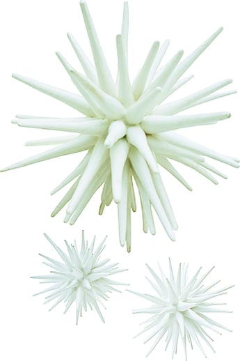 Oly Studio | Layla Grayce