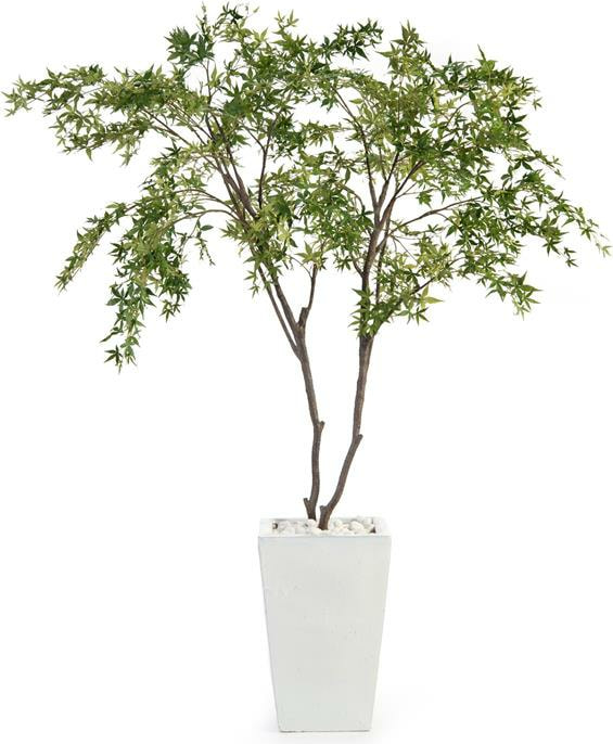 John-Richard White Maples | Layla Grayce