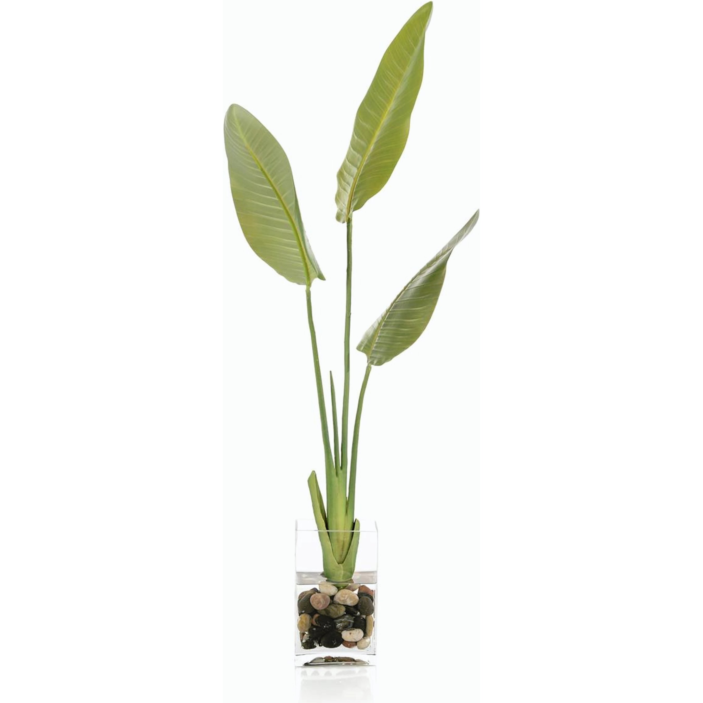 John-Richard New Growth Bird Of Paradise | Layla Grayce